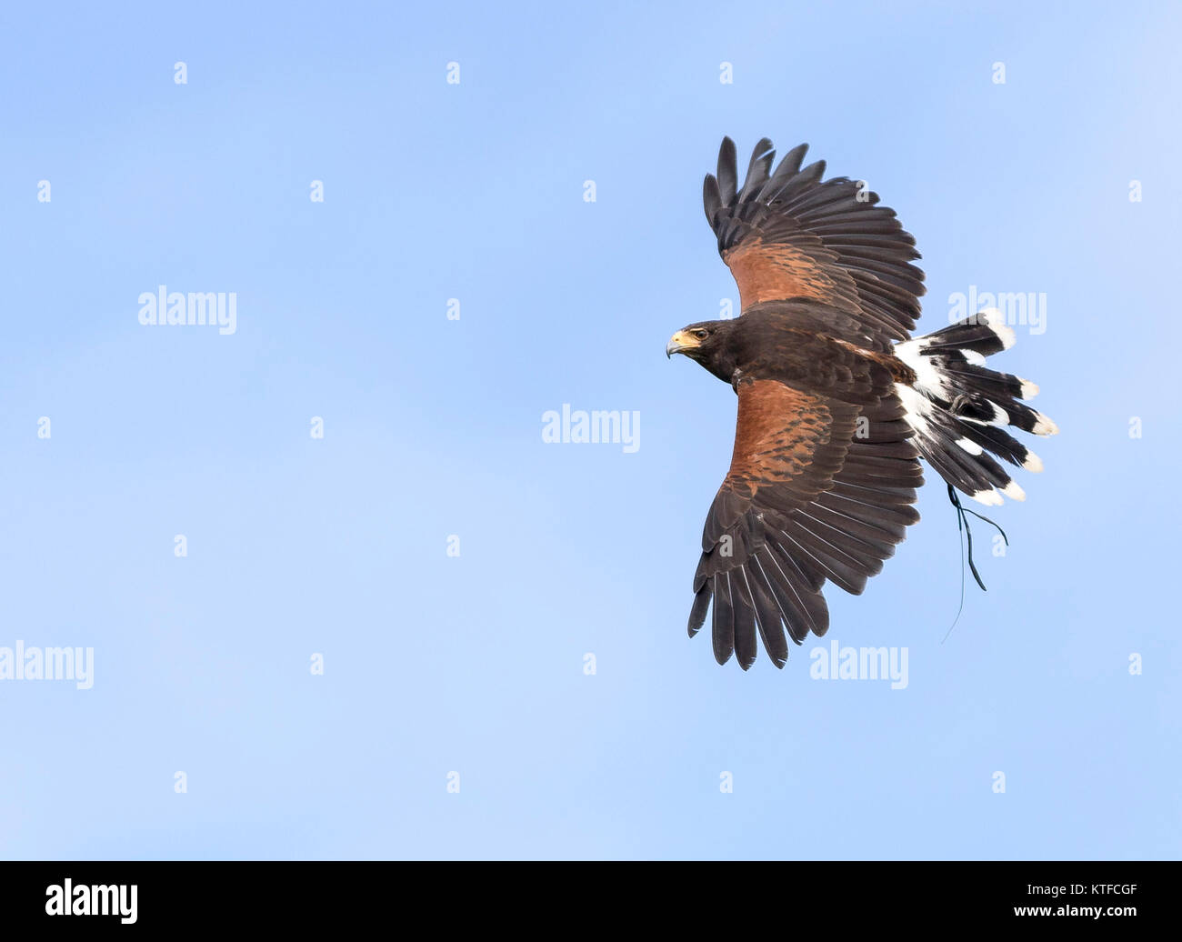 Harris Hawk Harriss Prey In Flight High Resolution Stock Photography ...