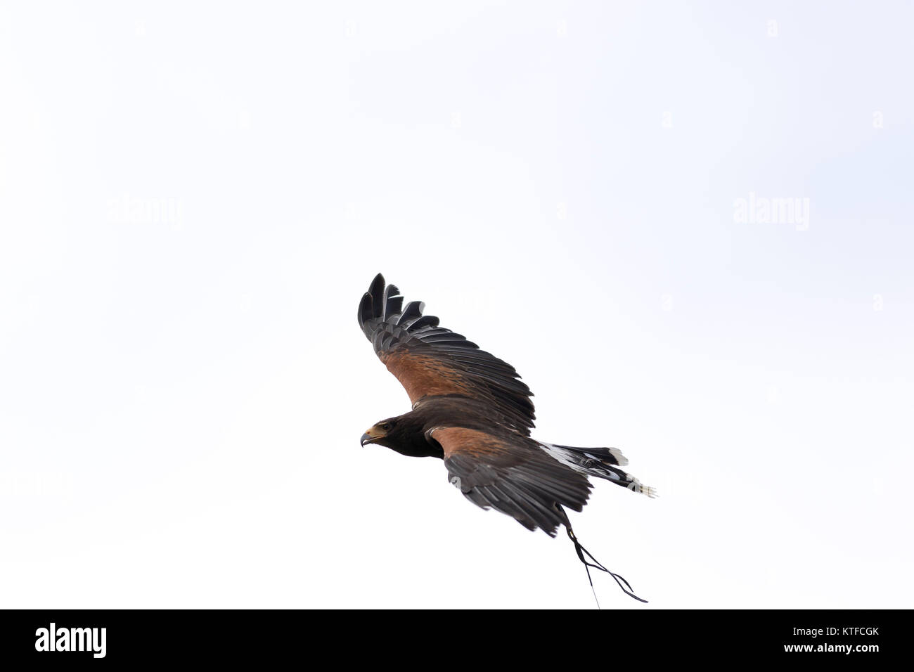 Harris Hawk Harriss Prey In Flight High Resolution Stock Photography ...