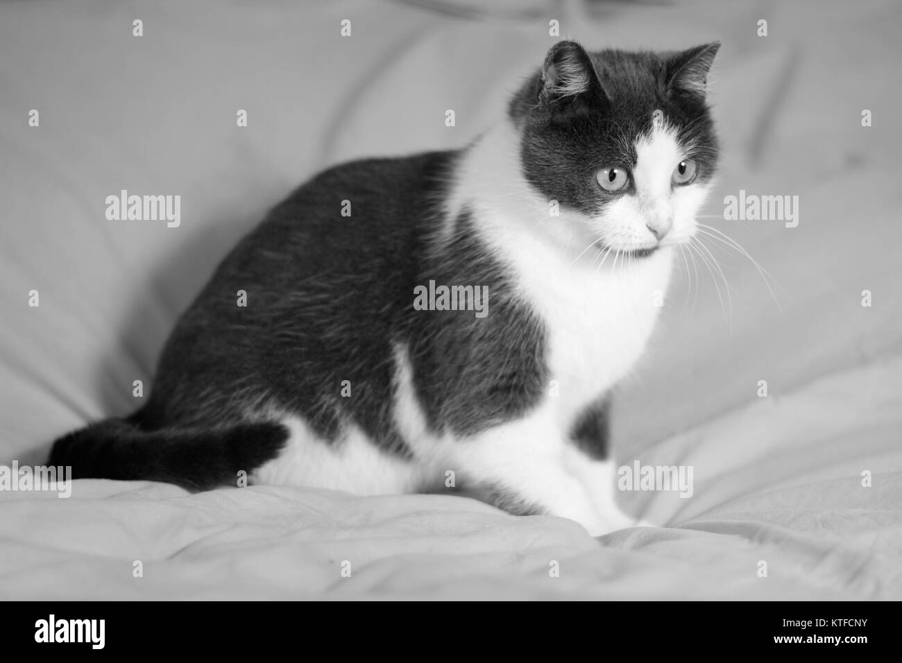 Young domestic gray white female cat sitting on a bed Stock Photo - Alamy