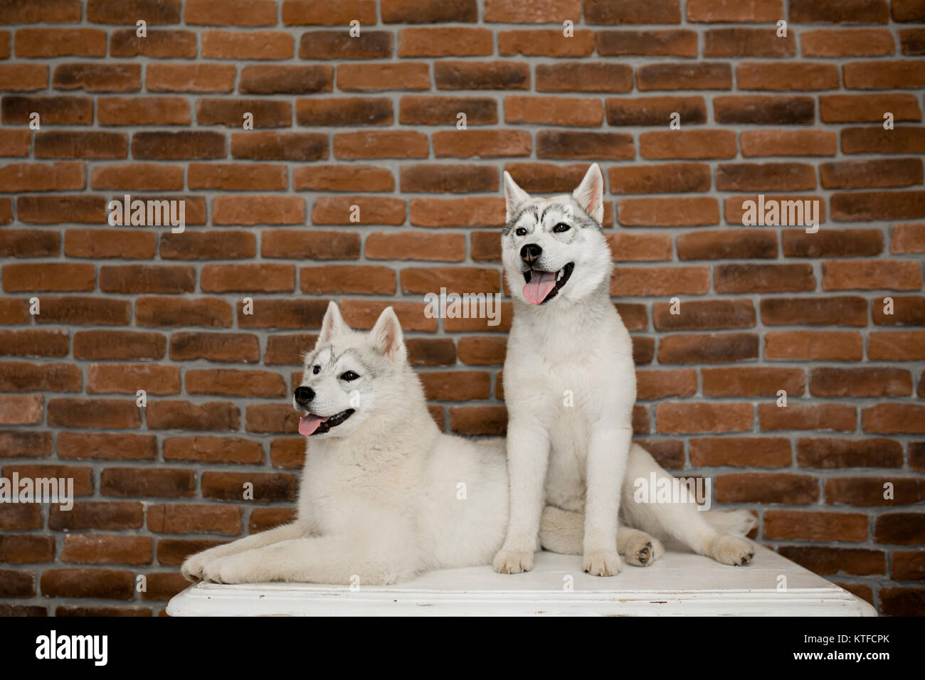 two Siberian husky puppies at home sit and play. lifestyle with dog ...