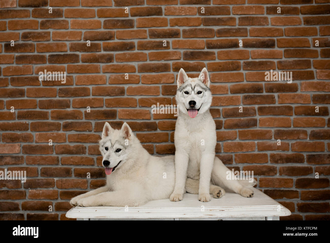 two Siberian husky puppies at home sit and play. lifestyle with dog ...