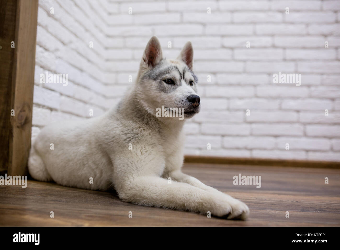 Siberian husky puppy at home lying on the floor. lifestyle with dog ...