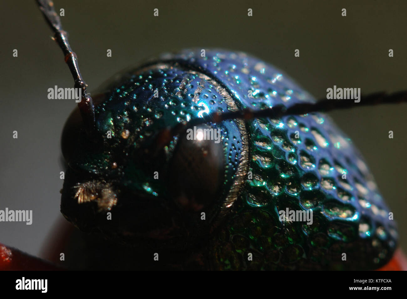 Beetle buprestidae hi-res stock photography and images - Alamy