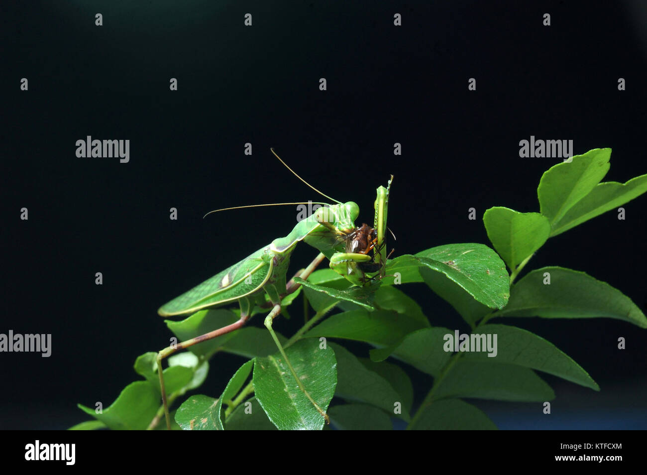 Spotted praying mantis eating another insect in Tamil Nadu, South India ...