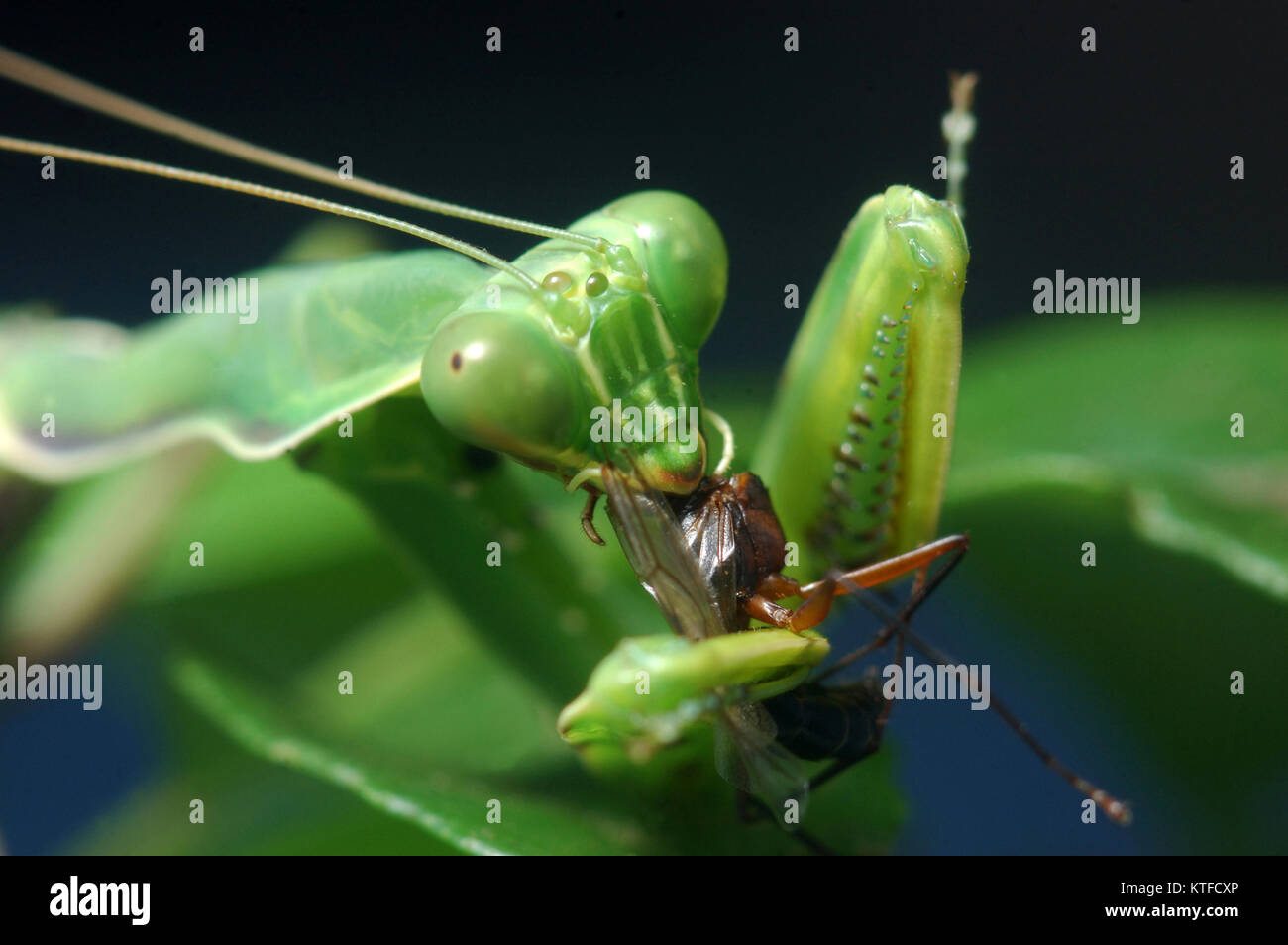 Praying Mantis Eating Goldfish
