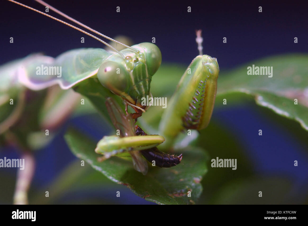 Spotted praying mantis eating another insect in Tamil Nadu, South India ...