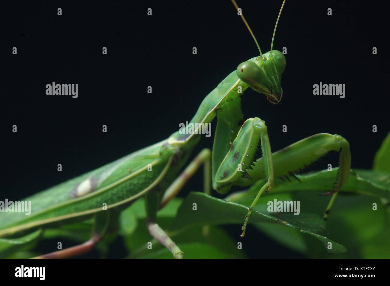 Spotted praying mantis, on leaves in Tamil Nadu, South India Stock ...