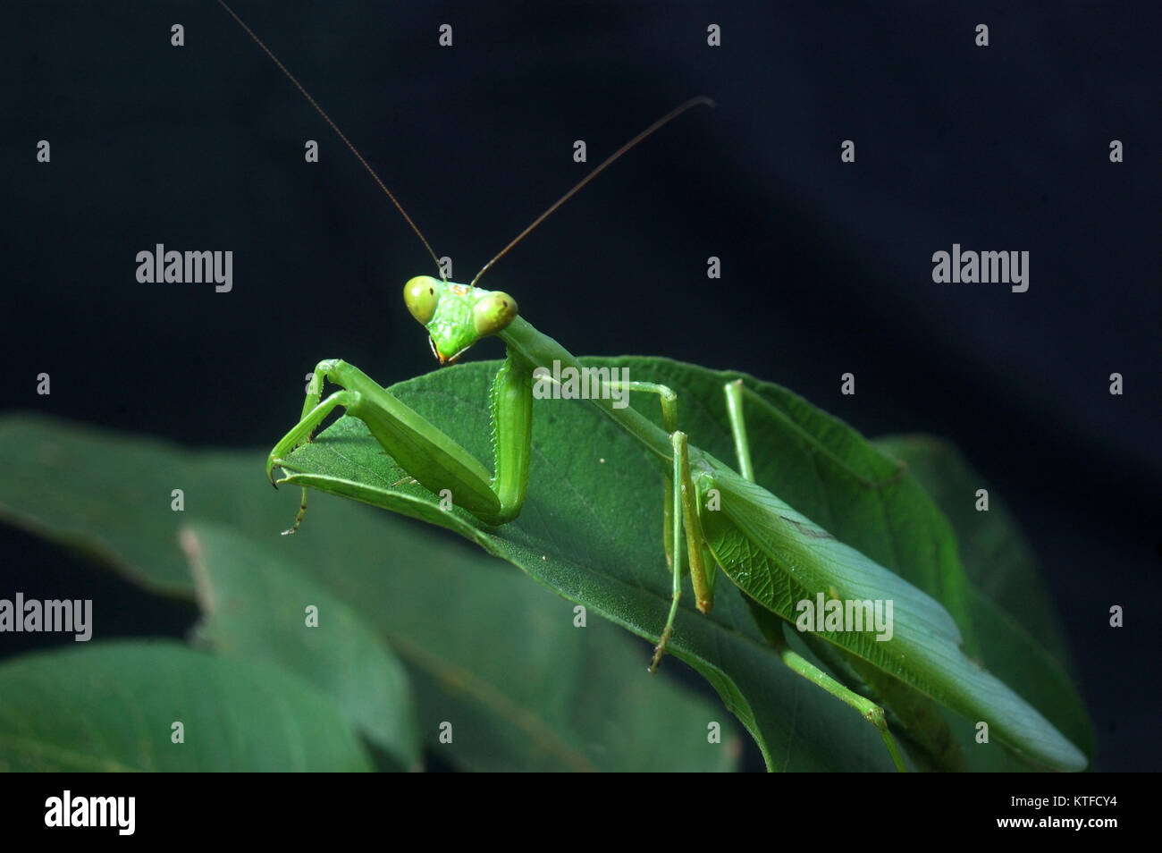 Giant Indian Praying mantis, probably Hierodula membranacea or ...