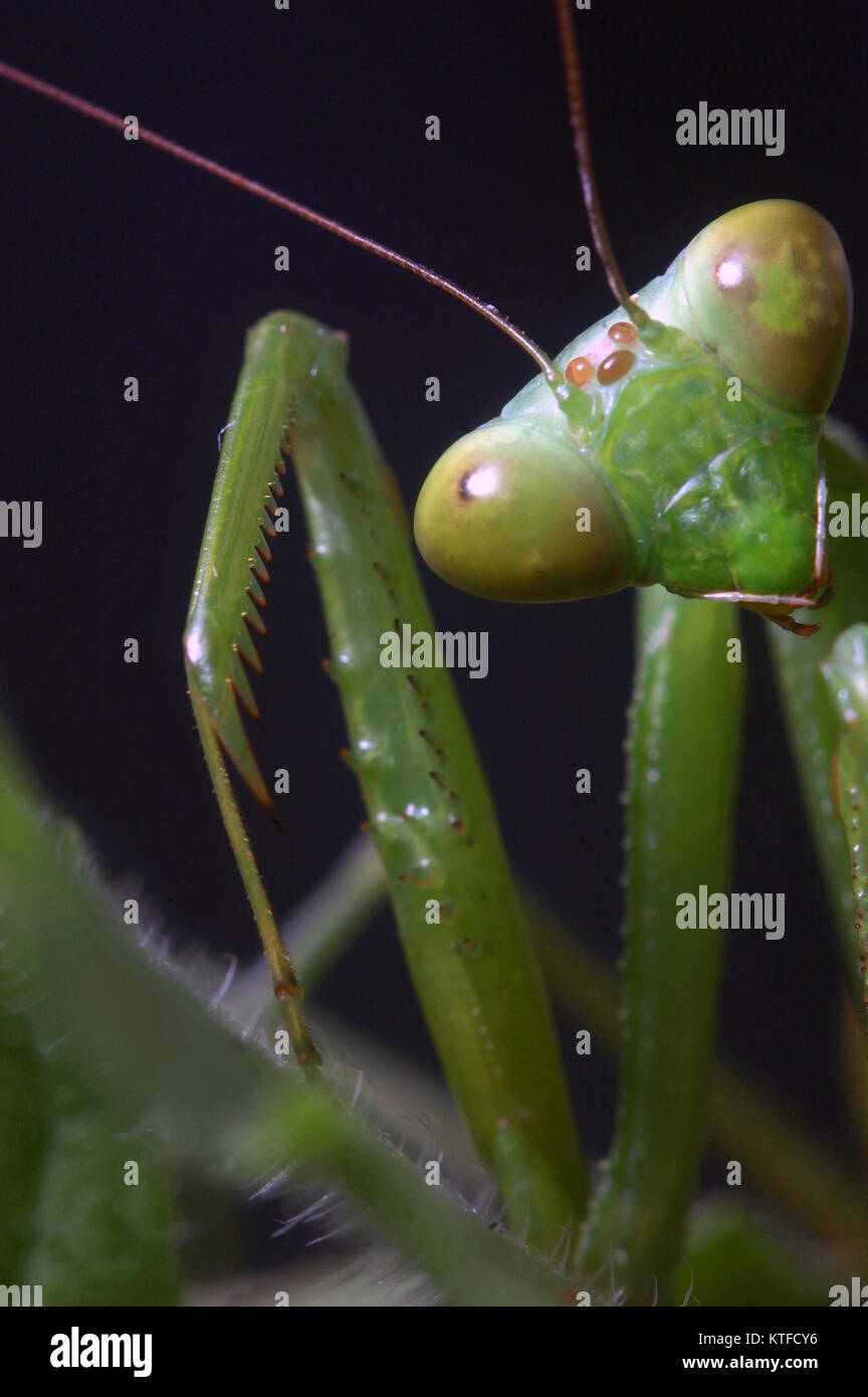 Giant praying mantis hi-res stock photography and images - Alamy
