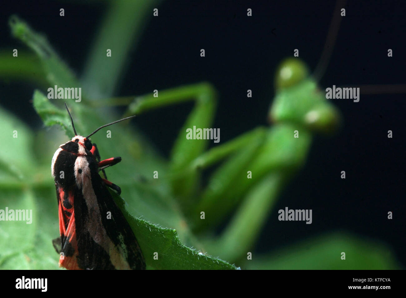 Asian moths hi-res stock photography and images - Alamy