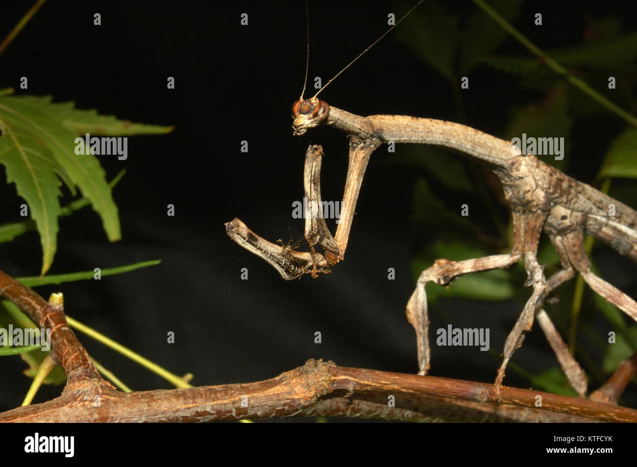 Indian stick insects hi-res stock photography and images - Alamy