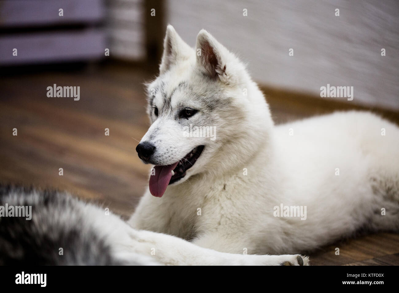 Siberian husky puppy at home. lifestyle with dog Stock Photo - Alamy