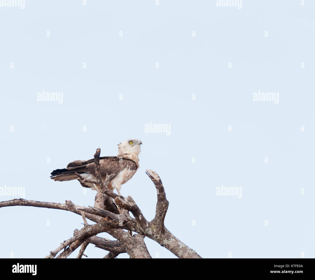 Southern Banded Snake Eagle (Circaetus fasciolatus) in Tarangire ...