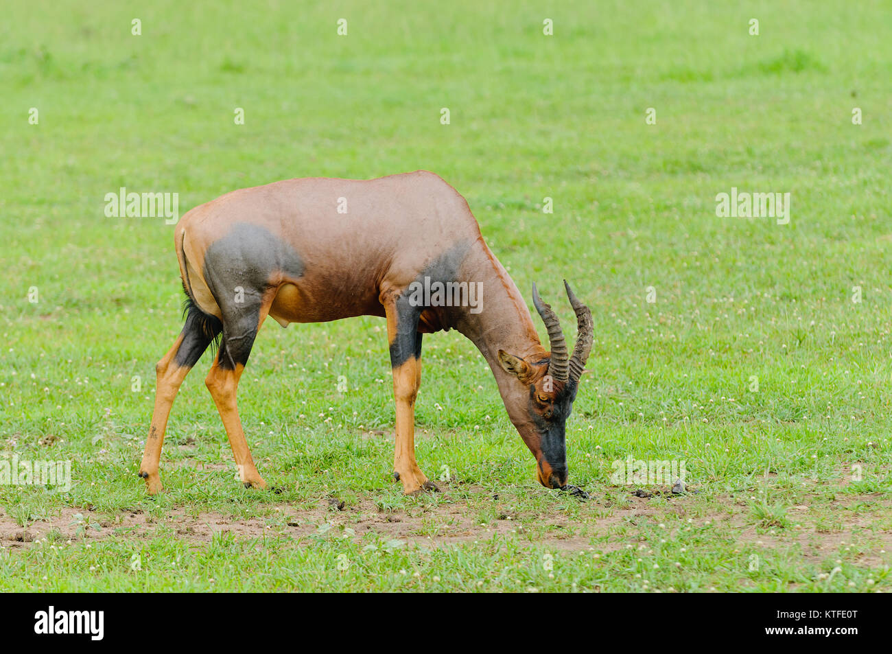 Closeup of Topi (Damaliscus lunatus jimela or "Nyamera" in Swaheli ...