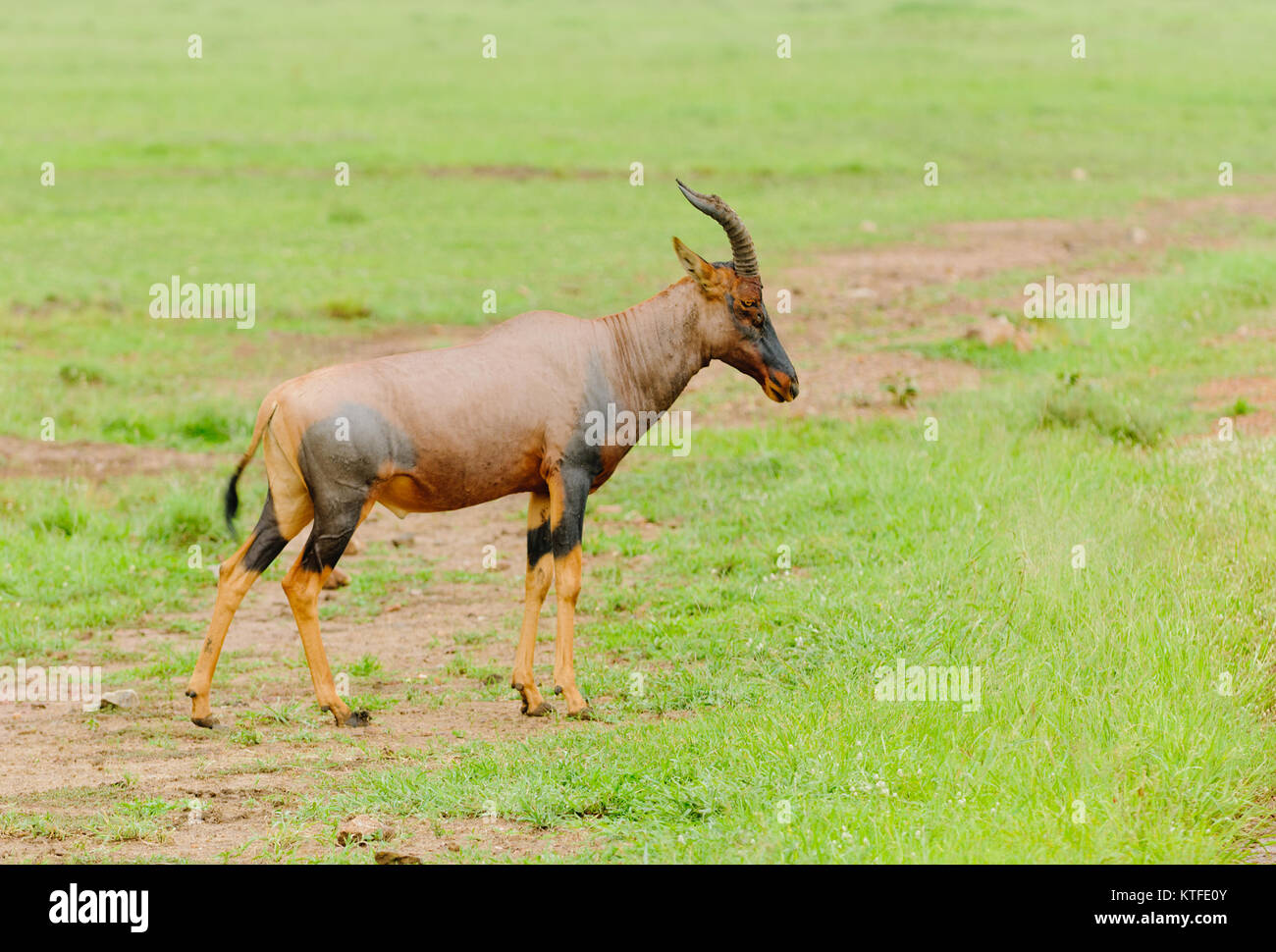 Damaliscus lunatus jimela hi-res stock photography and images - Alamy