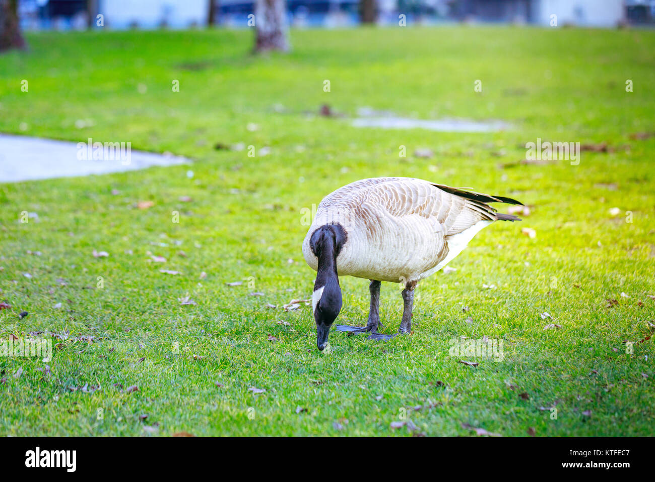 Geese at Tom McCall Waterfront Park in Portland, Oregon Stock Photo - Alamy