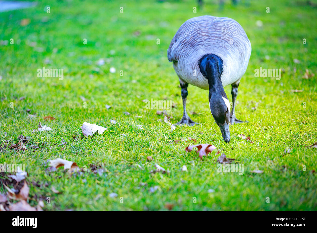 Geese at Tom McCall Waterfront Park in Portland, Oregon Stock Photo - Alamy