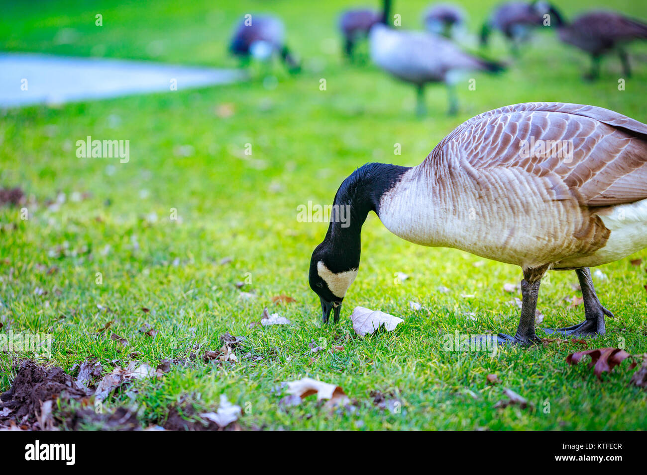 Animal water overpass hi-res stock photography and images - Alamy