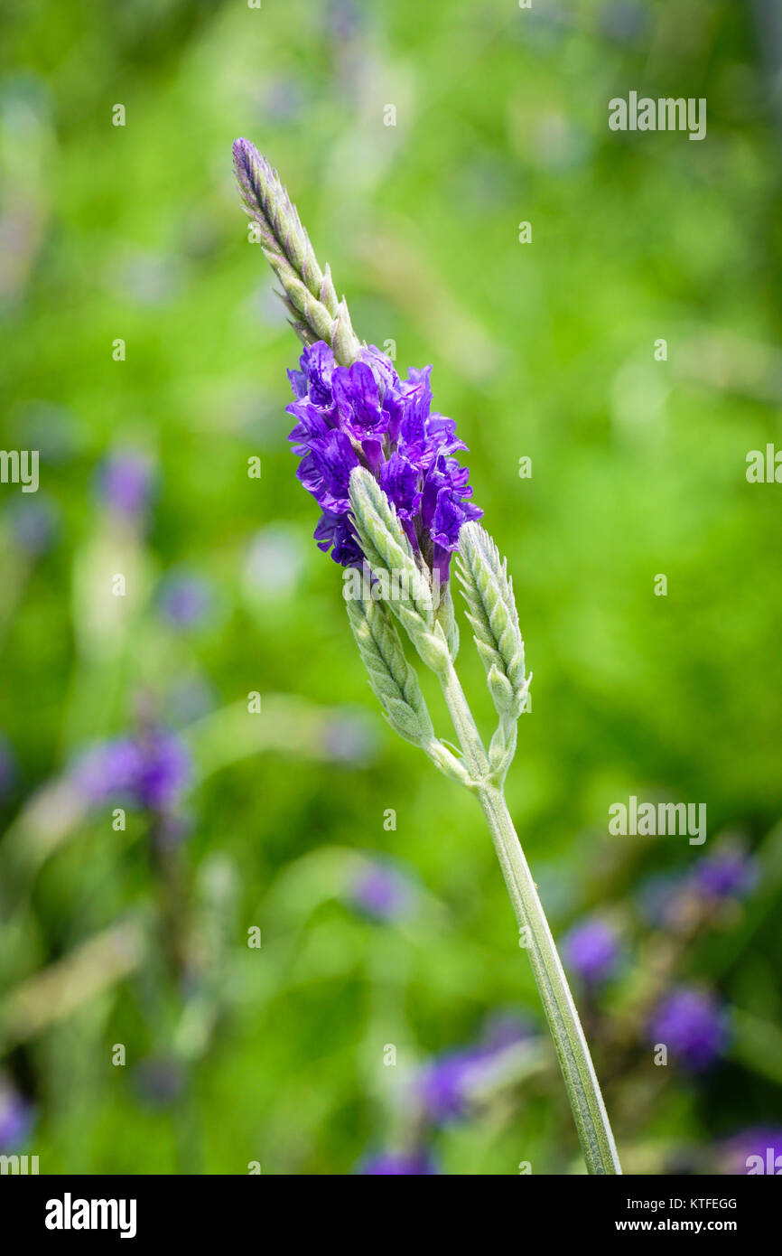 Purple snakeweed flower at spring day in the city park of Singapore ...