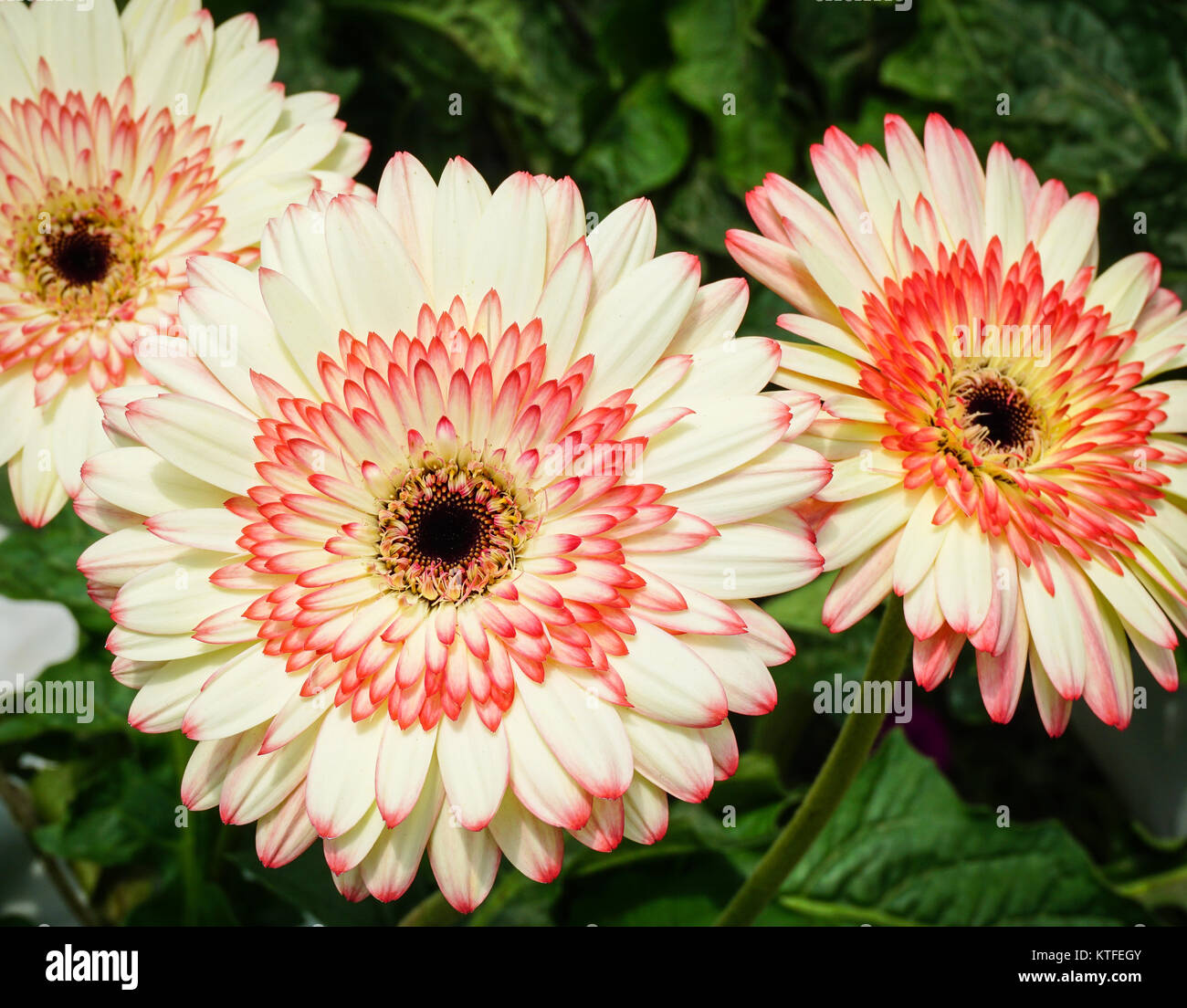 Gerbera Daisy Field Nobody High Resolution Stock Photography and Images ...