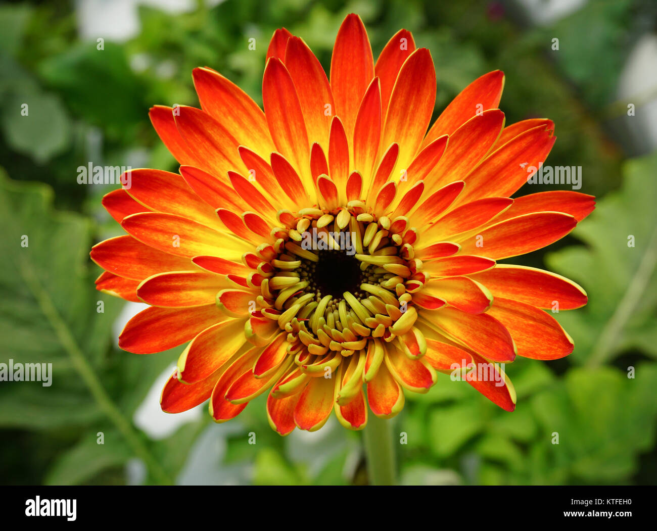 A red Gerbera flower at plantation in Cameron Highlands, Malaysia Stock ...