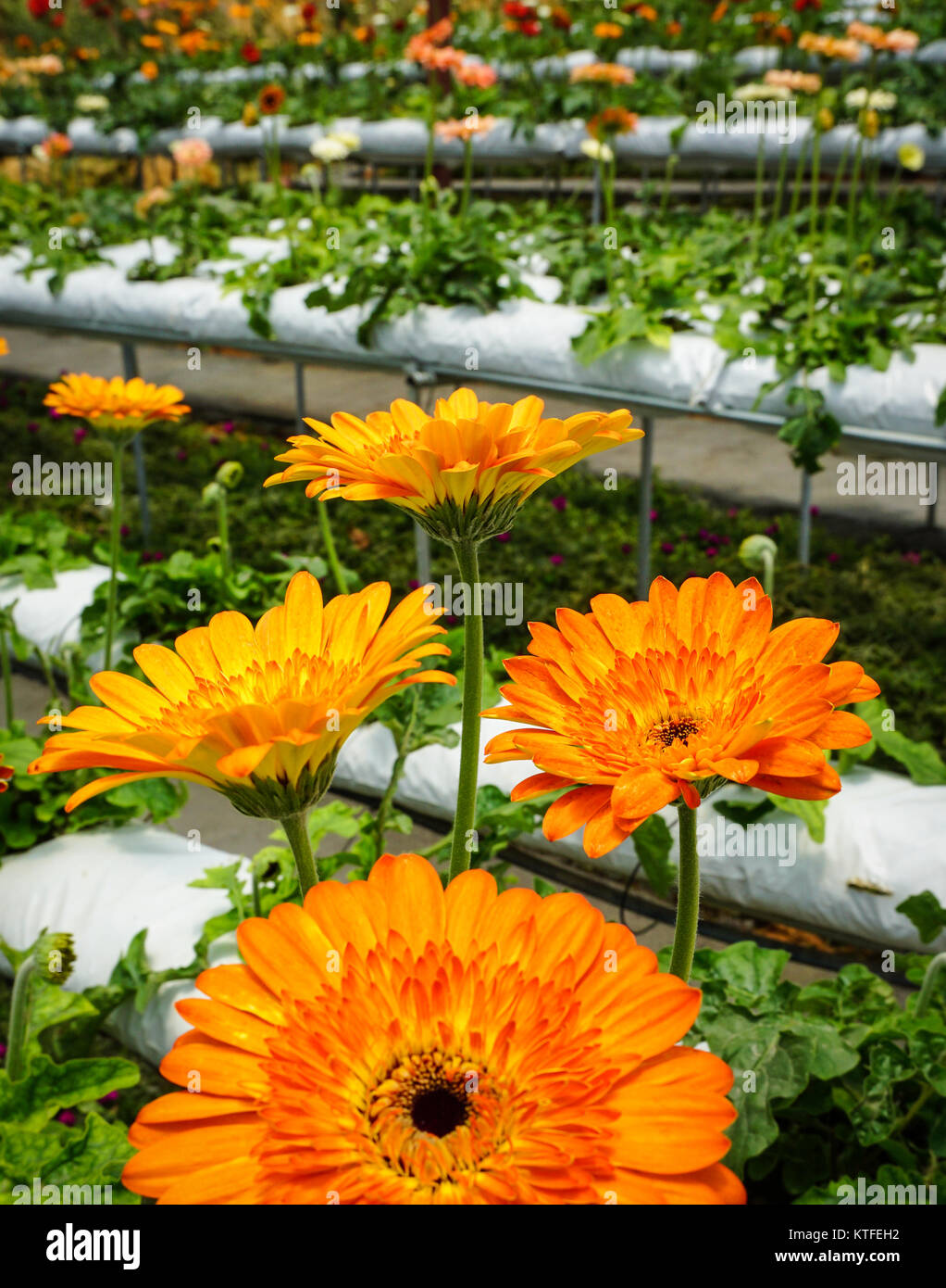 Gerbera Daisy Field Nobody High Resolution Stock Photography and Images ...
