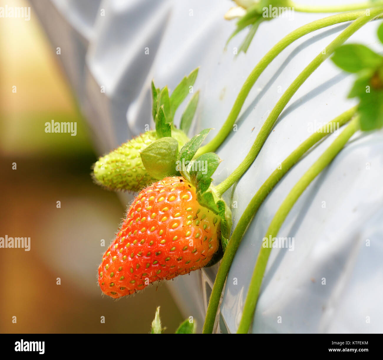 Strawberry cameron highlands hi-res stock photography and images - Alamy
