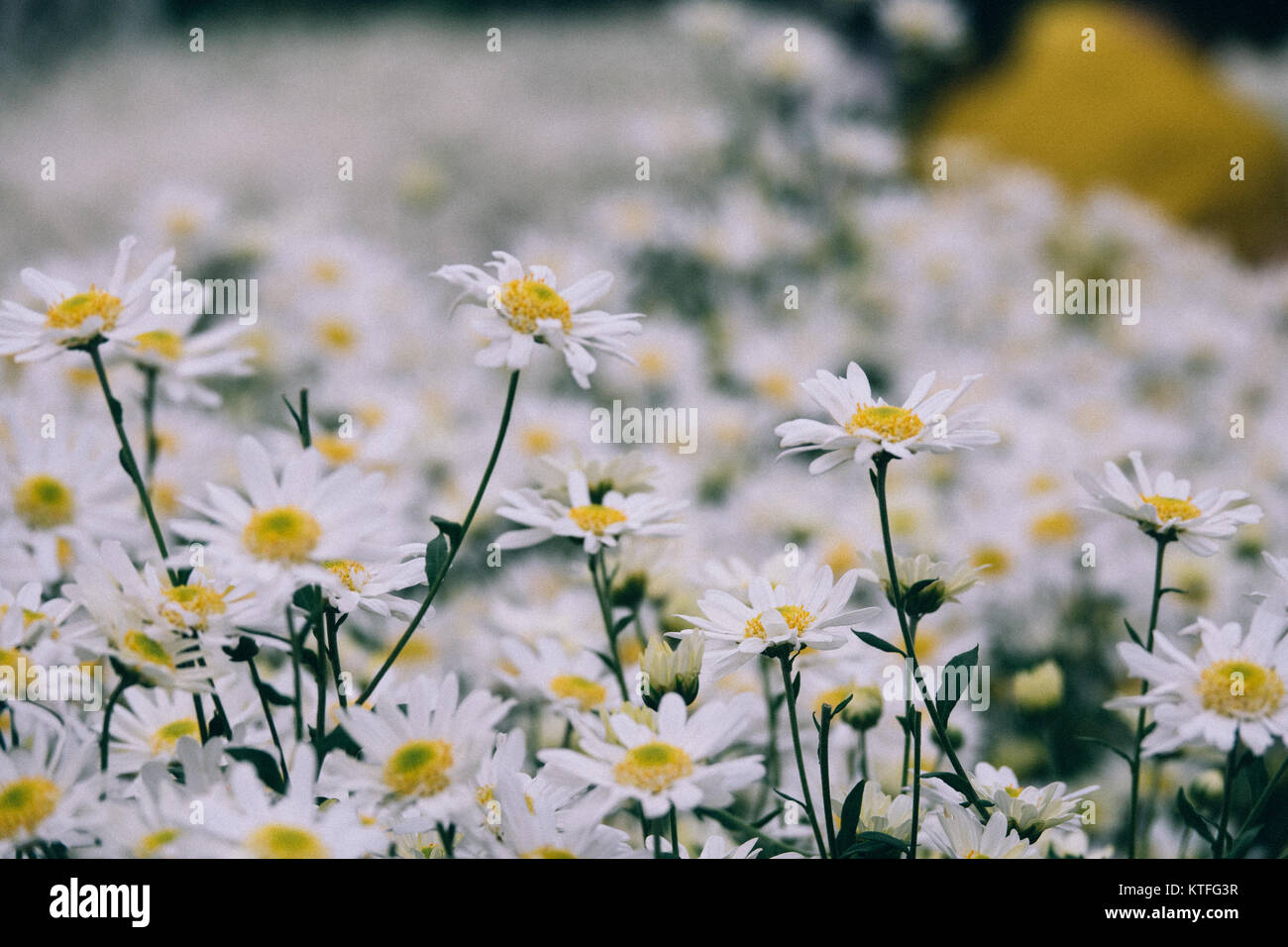 Vintage Daisies Photography