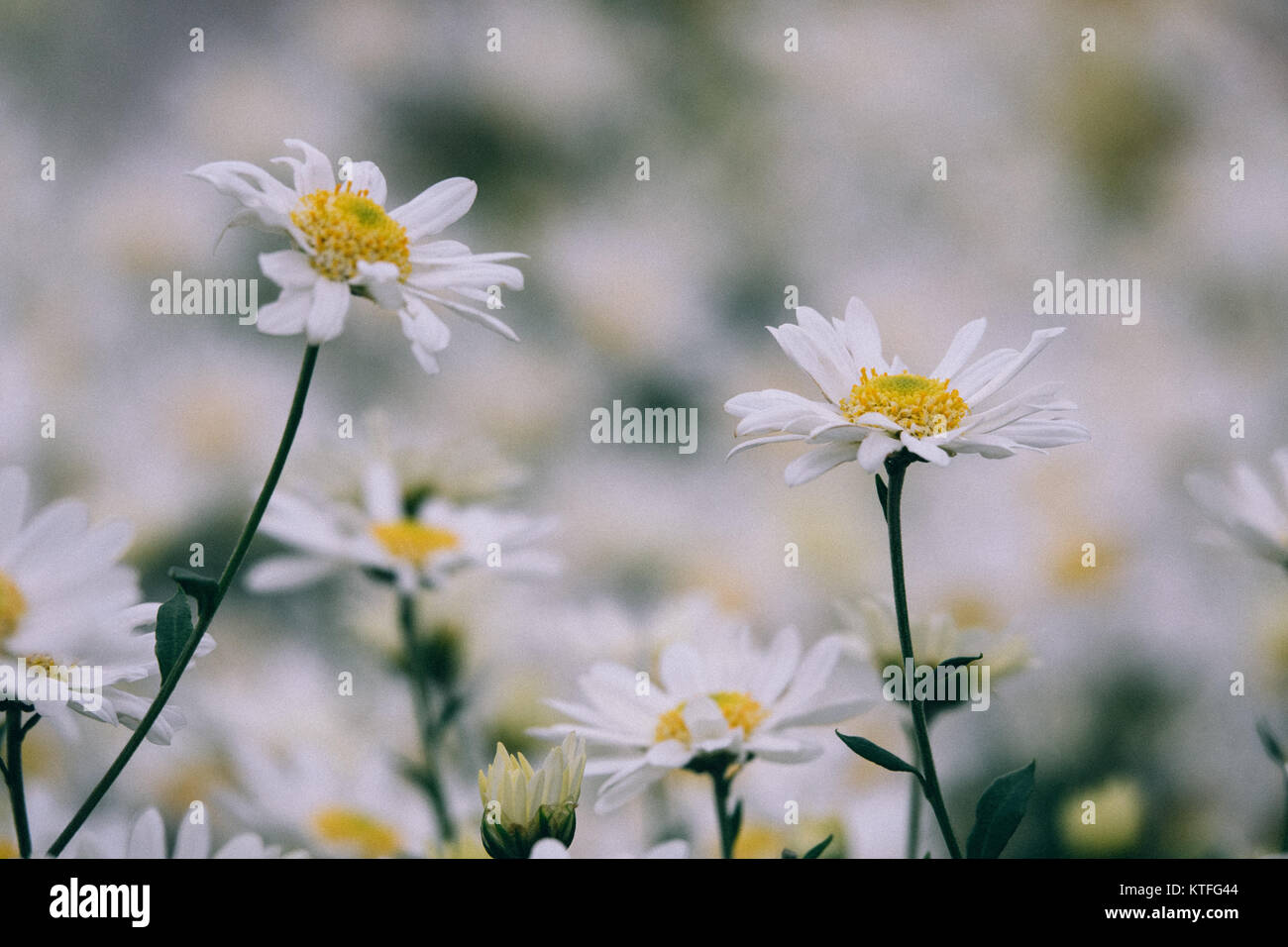 Vintage colour. Beautiful daisy flowers with the vintage background ...