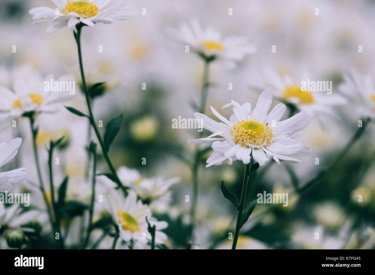 Vintage colour. Beautiful daisy flowers with the vintage background ...