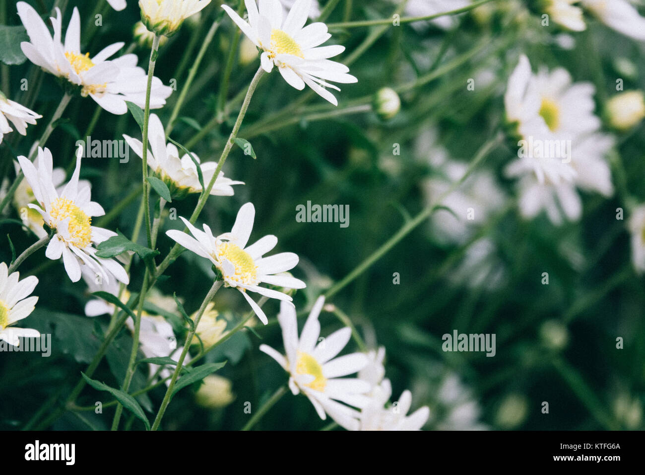 Vintage colour. Beautiful daisy flowers with the vintage background ...