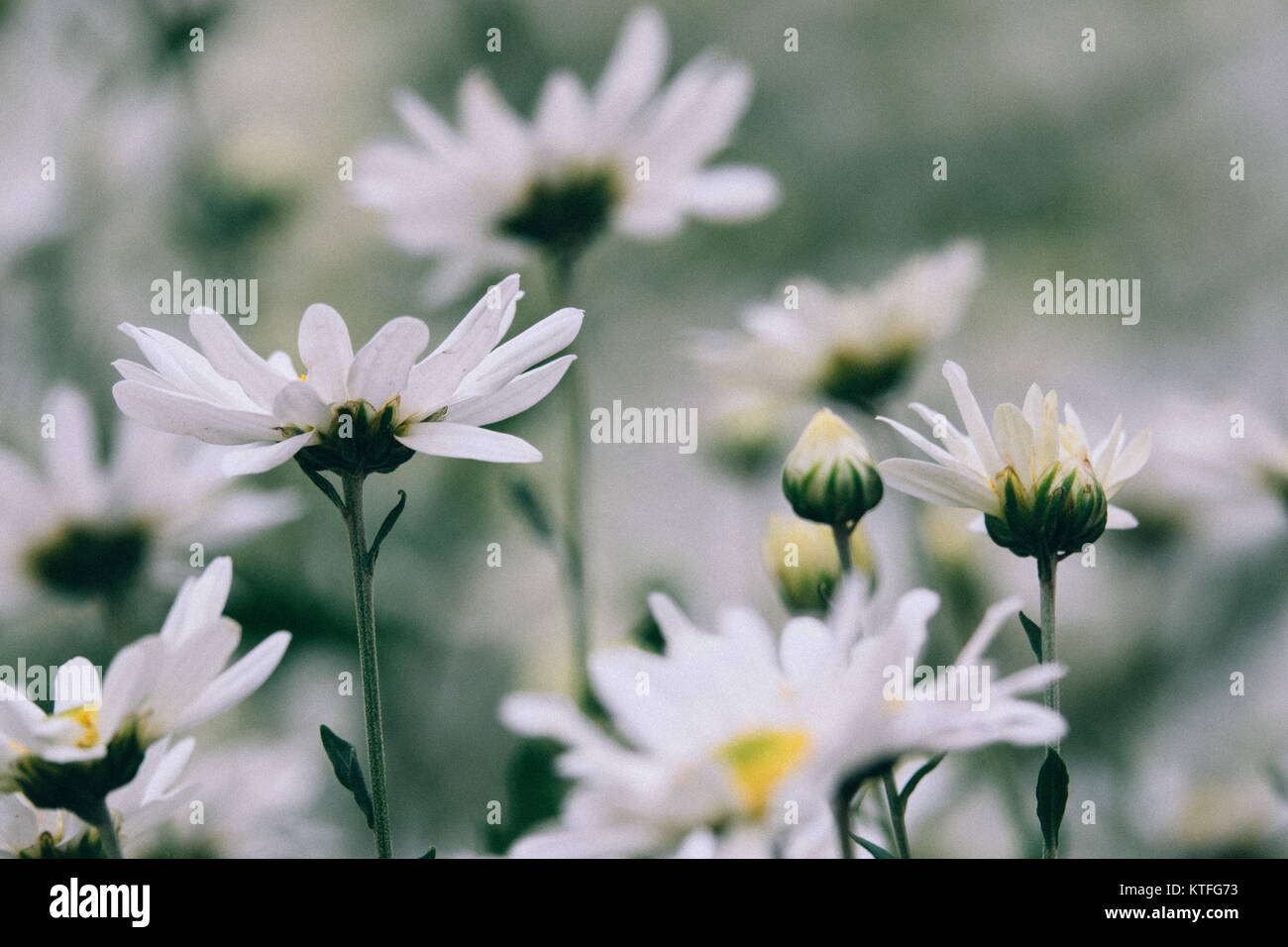 Vintage colour. Beautiful daisy flowers with the vintage background ...