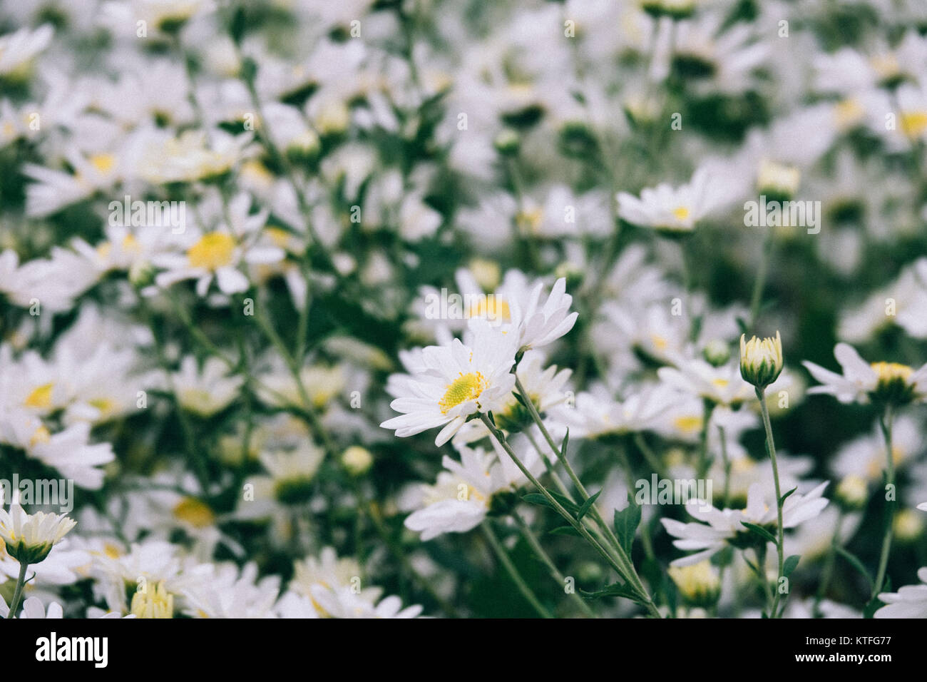 Vintage colour. Beautiful daisy flowers with the vintage background ...