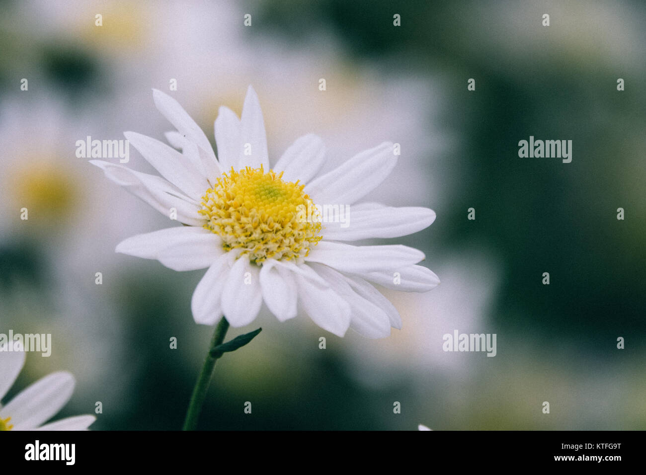 Vintage colour. Beautiful daisy flowers with the vintage background ...