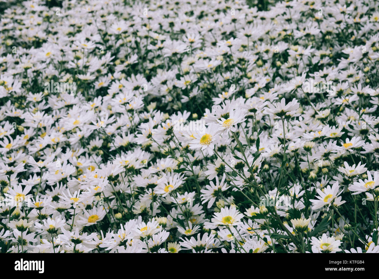 Vintage colour. Beautiful daisy flowers with the vintage background ...