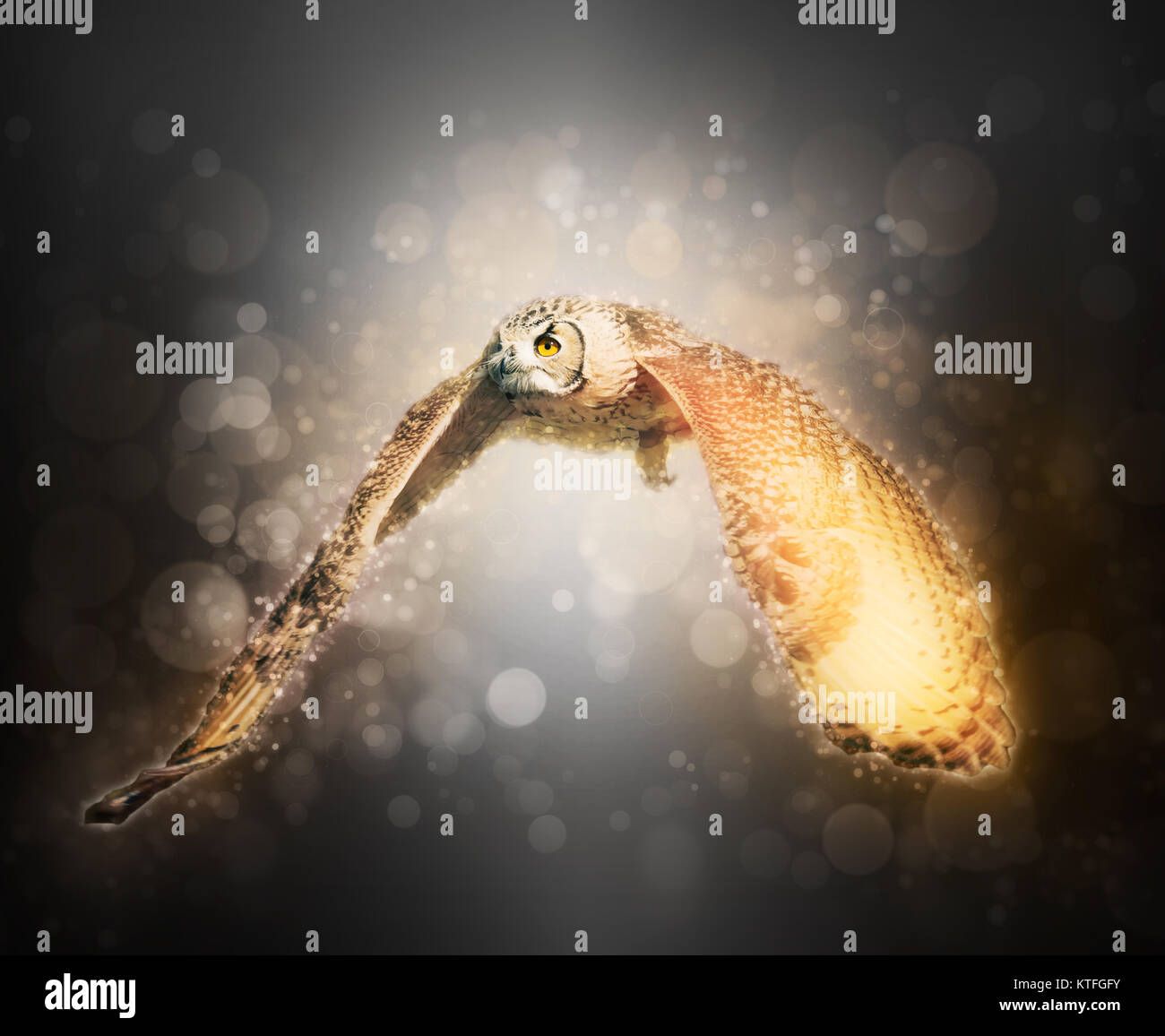 Digitally enhanced image of an owl in flight in a forest with wings ...