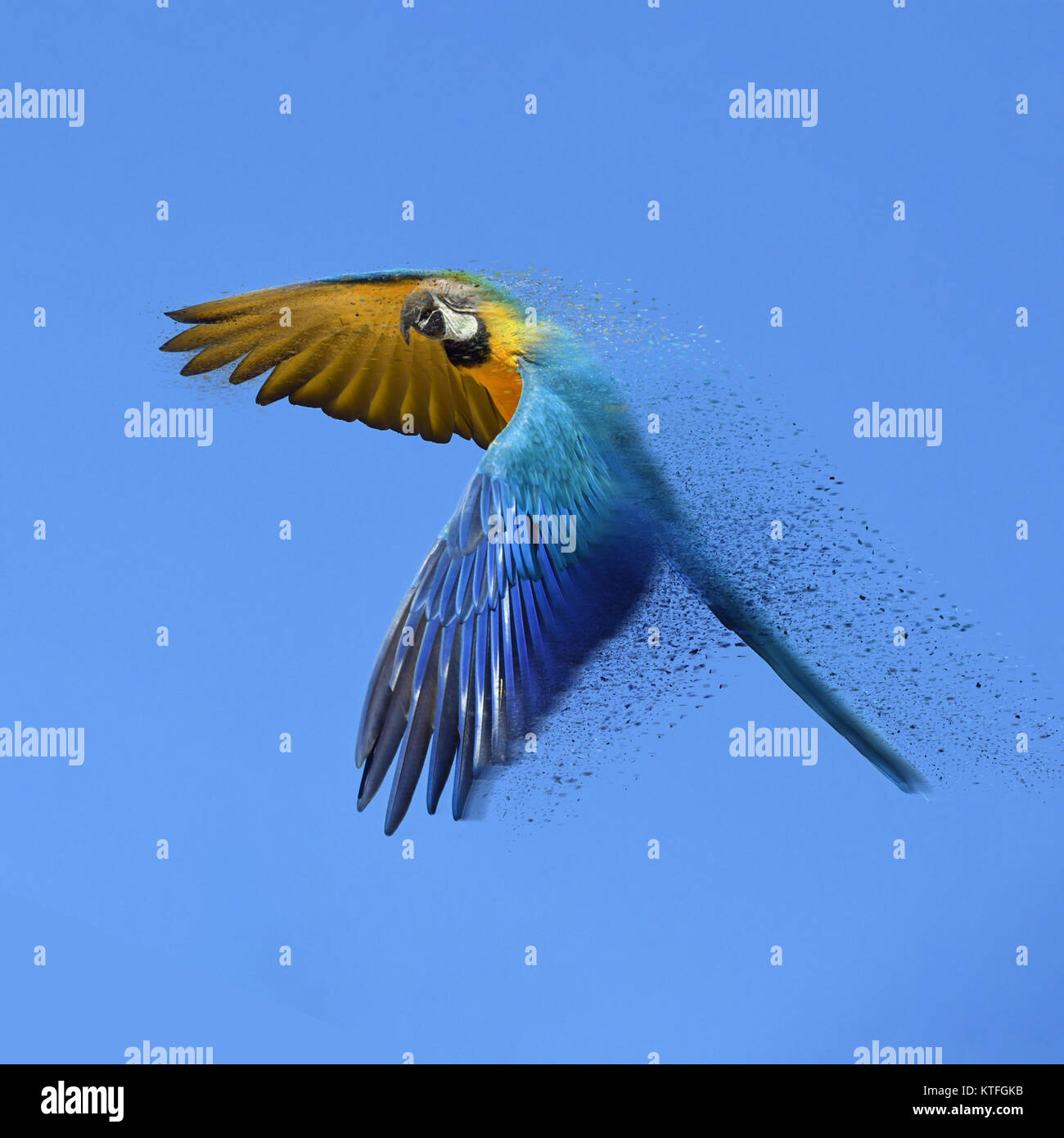 Parrot wings spread hi-res stock photography and images - Alamy