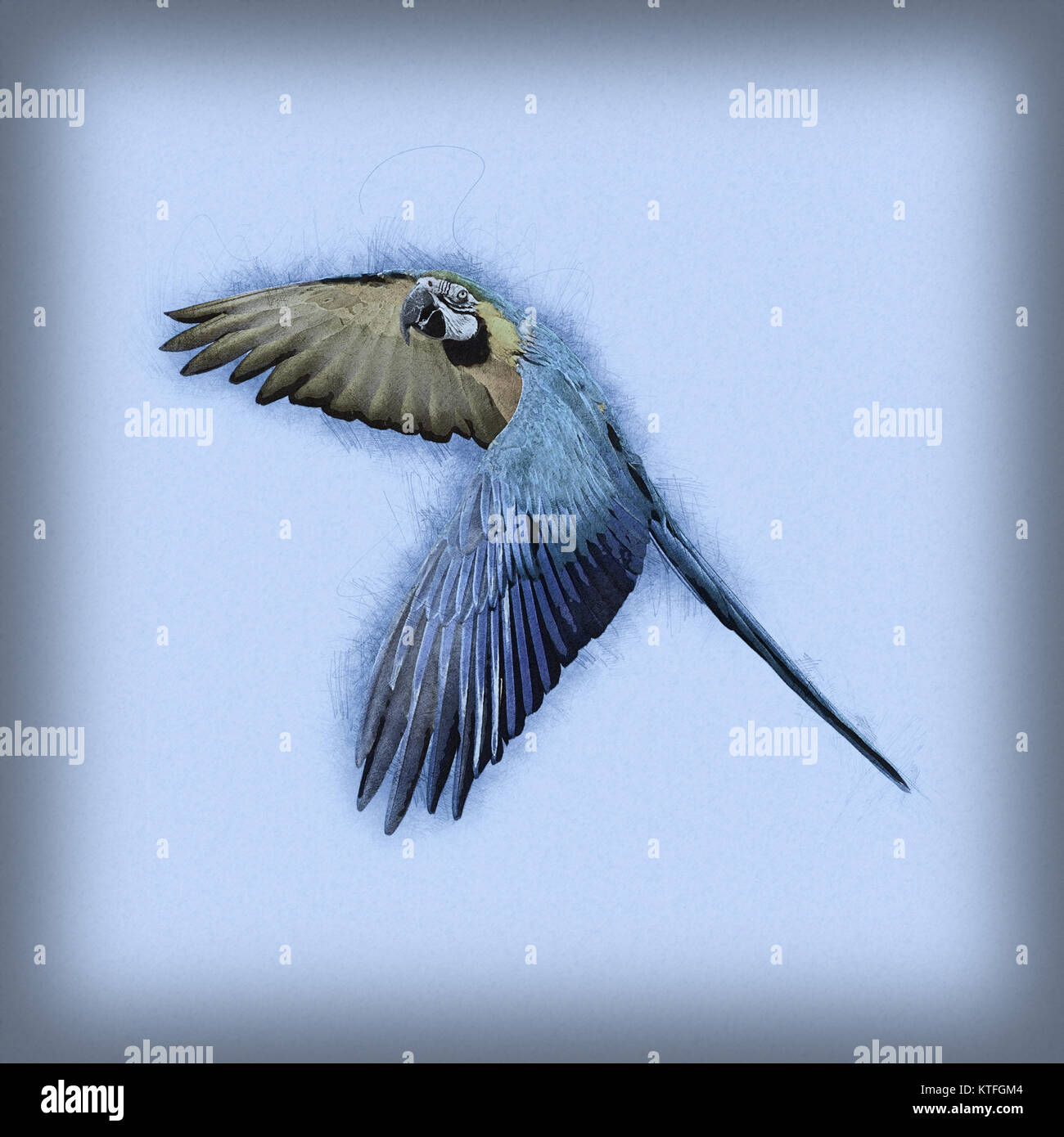 Digitally enhanced image of a blue parrot in flight Stock Photo - Alamy