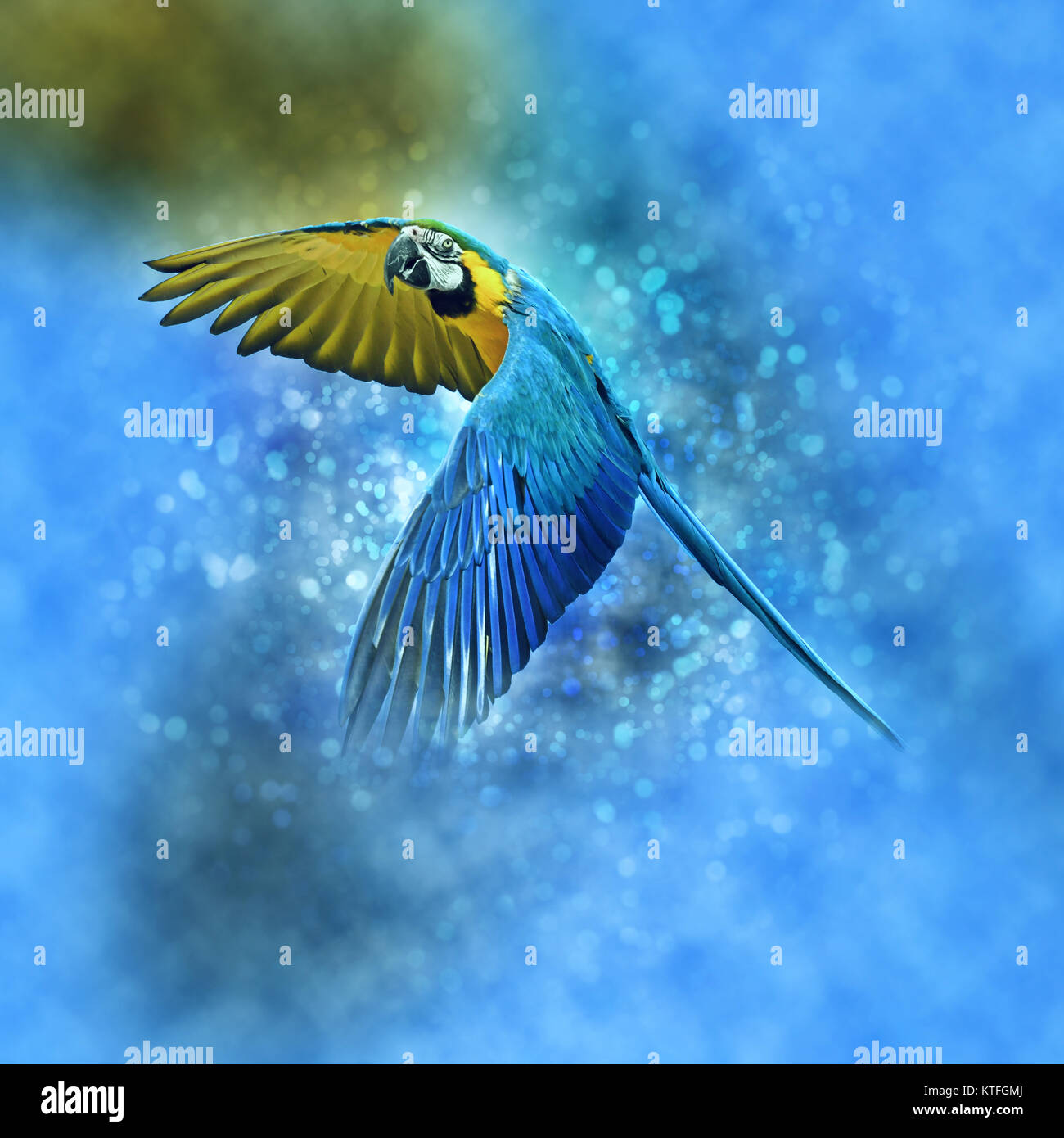 Digitally enhanced image of a blue parrot in flight Stock Photo - Alamy