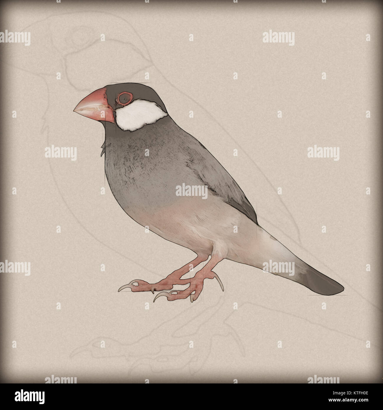 Digitally enhanced image of a Java sparrow (Lonchura oryzivora Stock ...