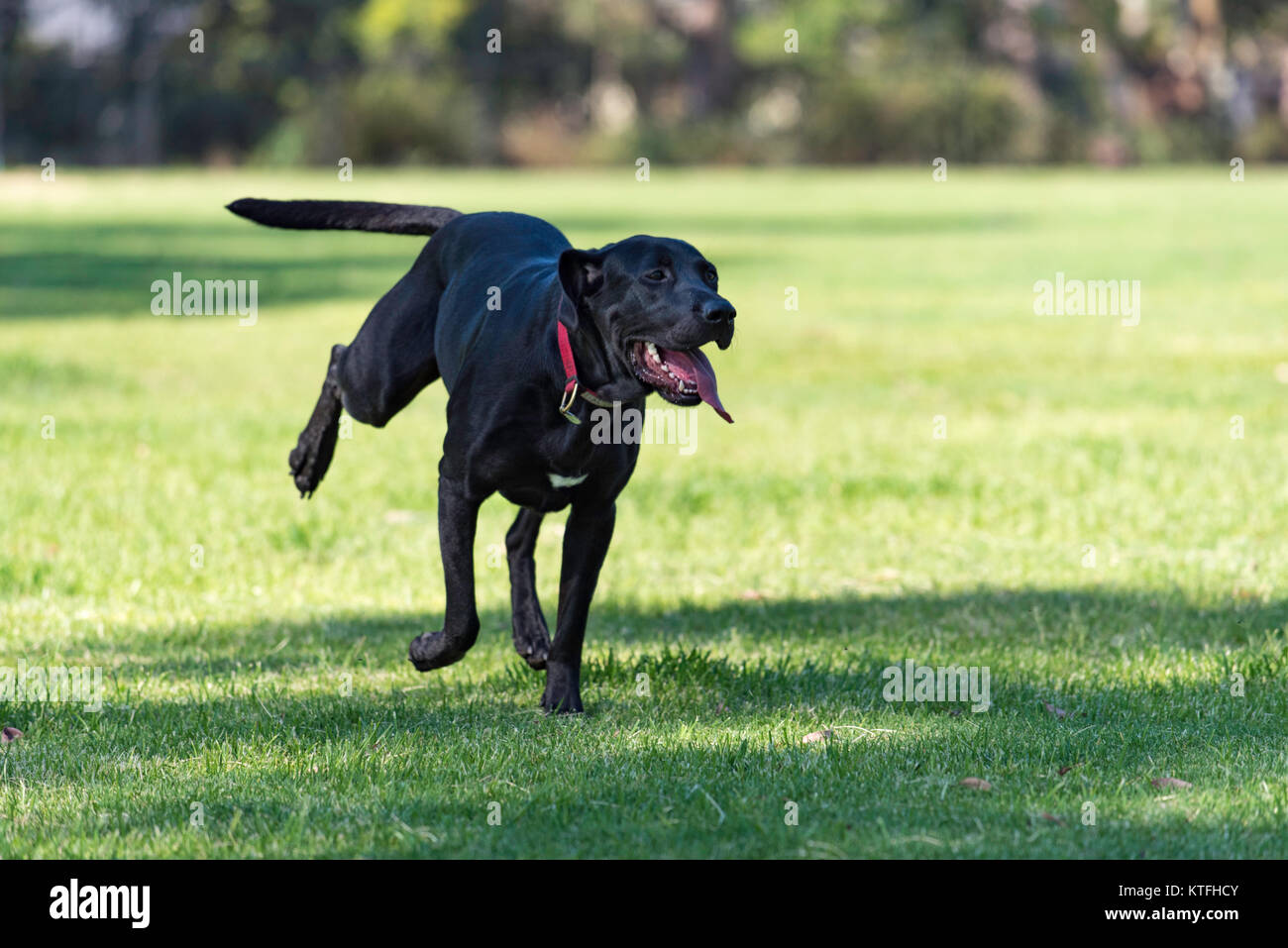 A big black dog happily running in a park in Sydney, Australia Stock ...