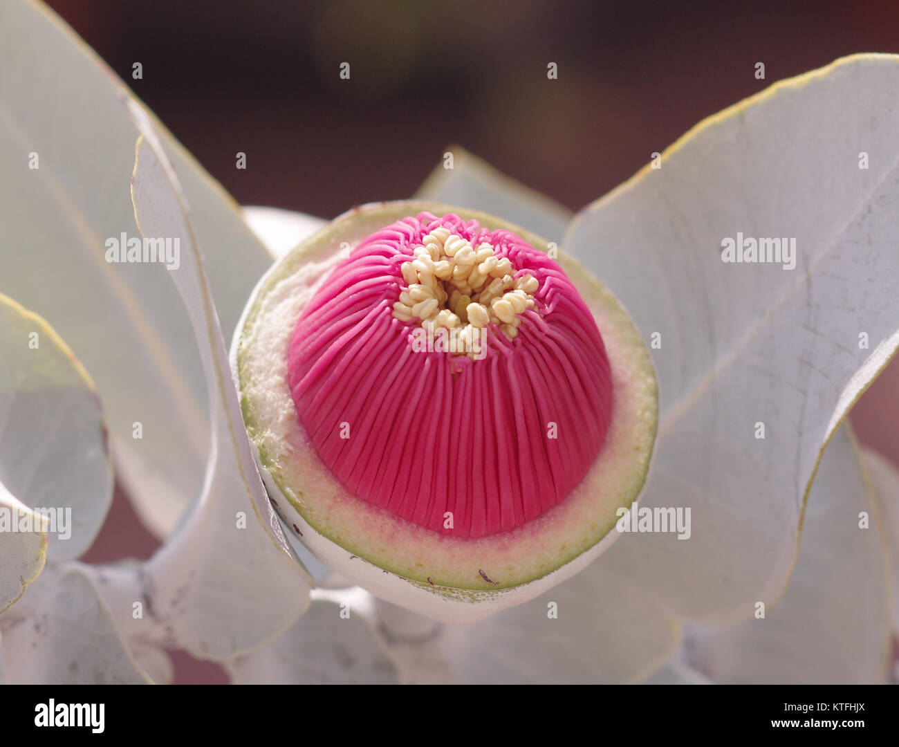 Eucalyptus blossom hi-res stock photography and images - Alamy