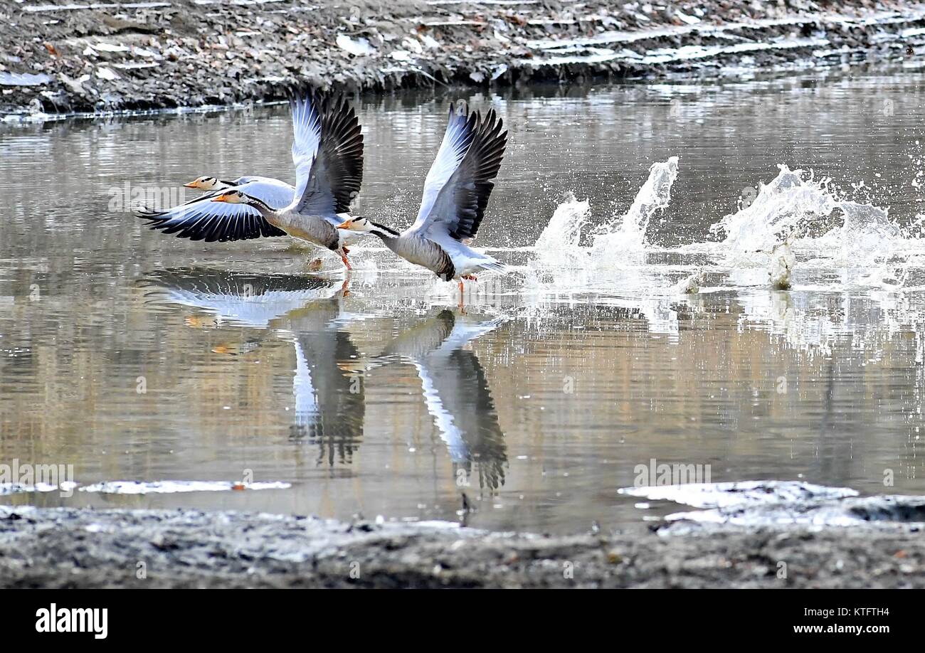 Lhasa, China's Tibet Autonomous Region. 24th Dec, 2017. Bar-headed ...