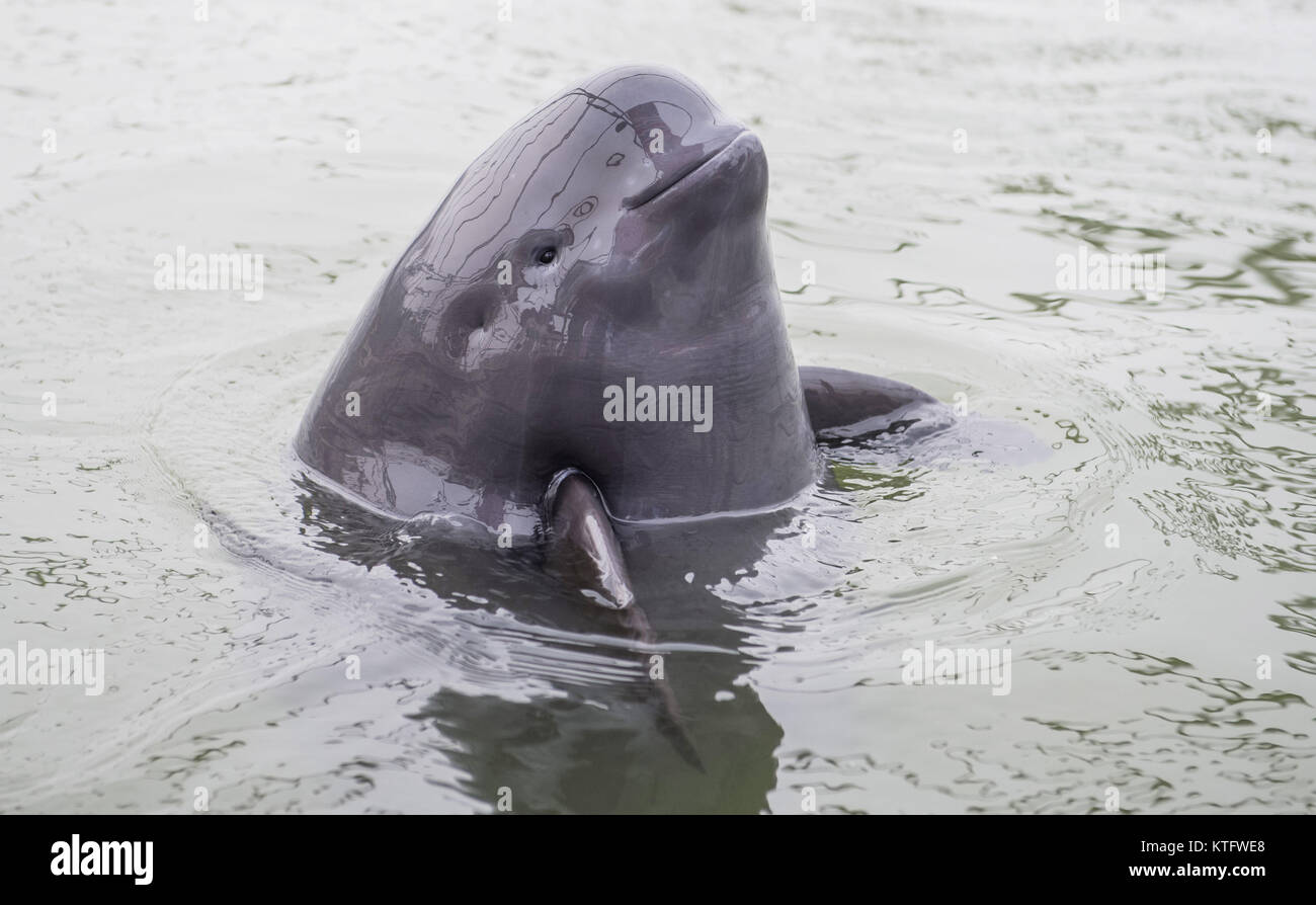 Beijing, China's Hubei Province. 7th Dec, 2017. Jiao Jiao, a captive ...