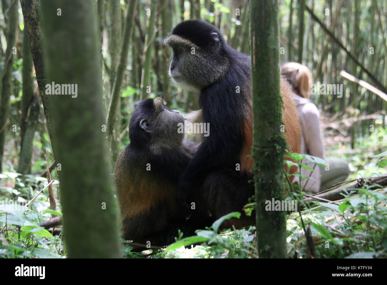 Volcanoes National Park, Rwanda. 25th Dec, 2017. A female golden monkey ...
