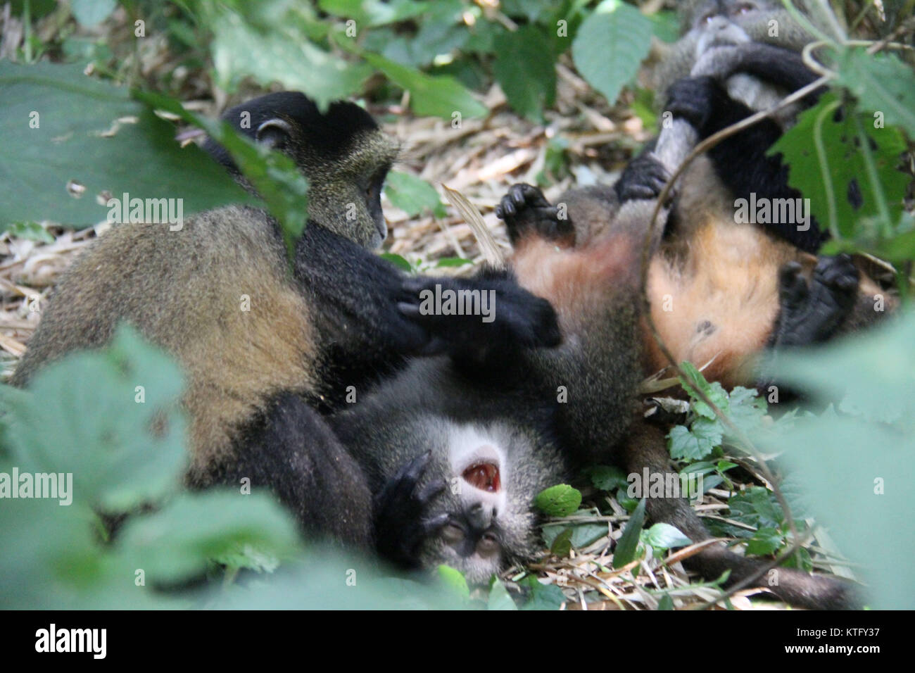 Monkeys in volcanoes national park hi-res stock photography and images ...