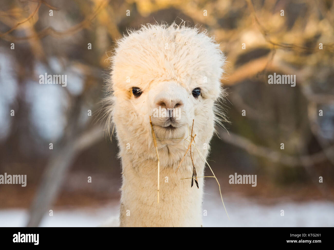 Mercury, France. 25th Dec, 2017. An alpaca pictured in Mercury, France ...