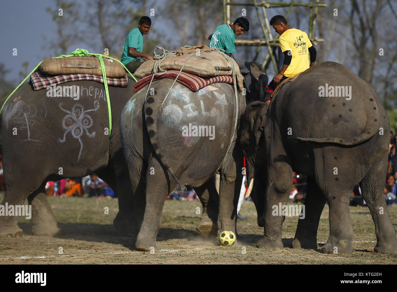 Chitwan, Nepal. 26th Dec, 2017. Elephants vie for a ball during the ...