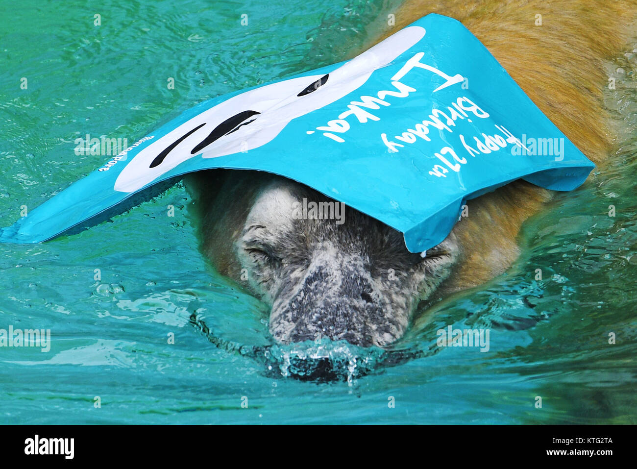 Singapore, The Singapore Zoo held on Tuesday a birthday party for Inuka ...
