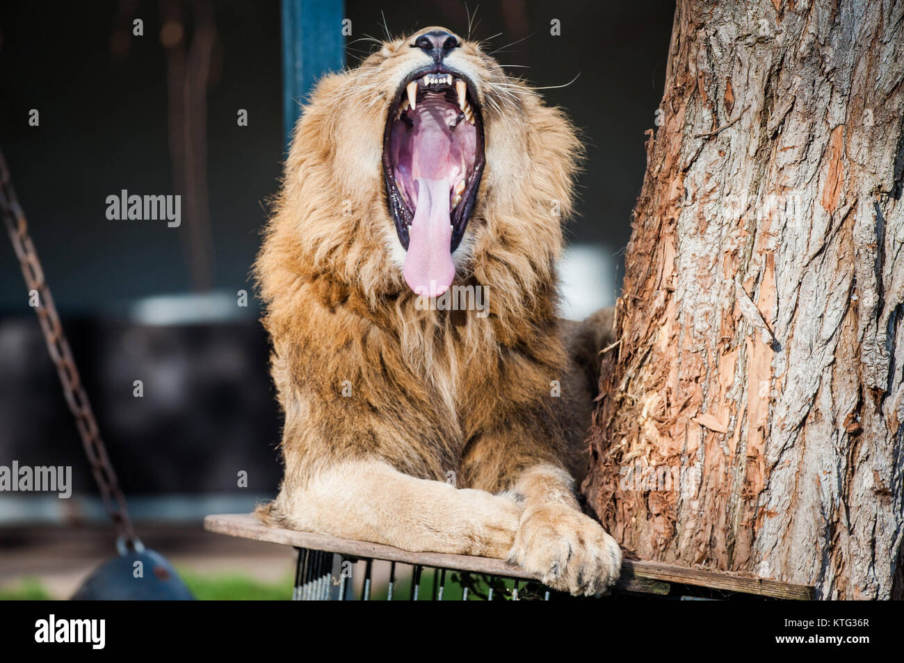 Wilhema hi-res stock photography and images - Alamy